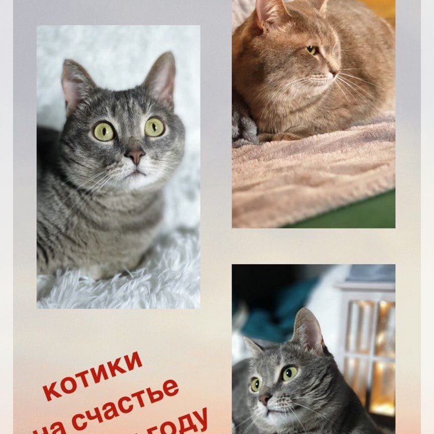 Котики компаньоны