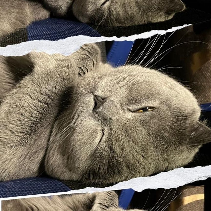 Шотландский вислоухий короткошёрстный кот, взрослый