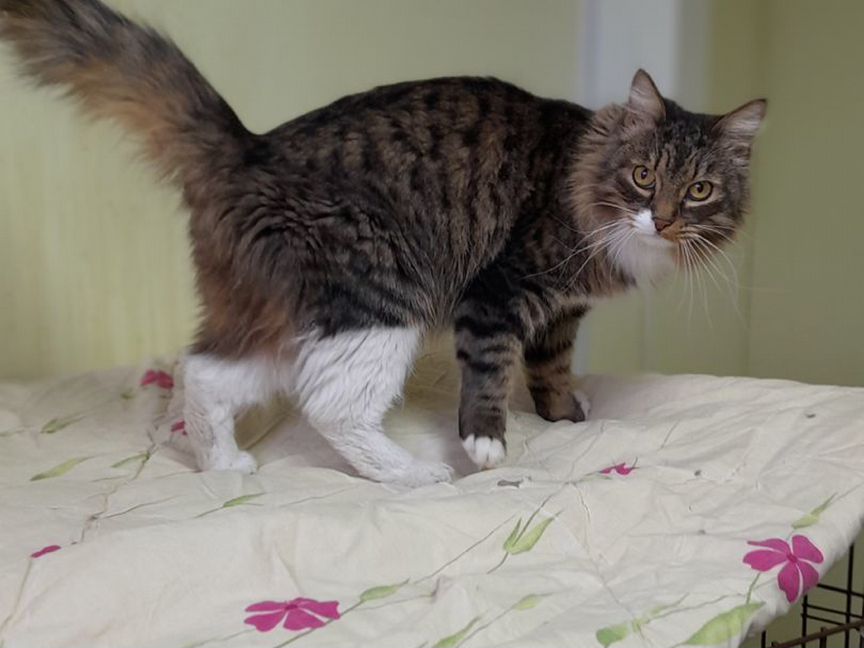 Котик Маэстро