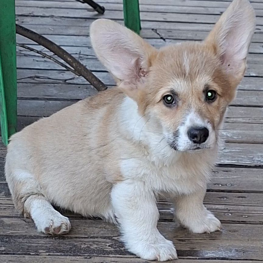 Вельш Корги Пемброк, щенок