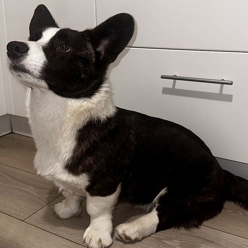 Вельш Корги Кардиган, щенок