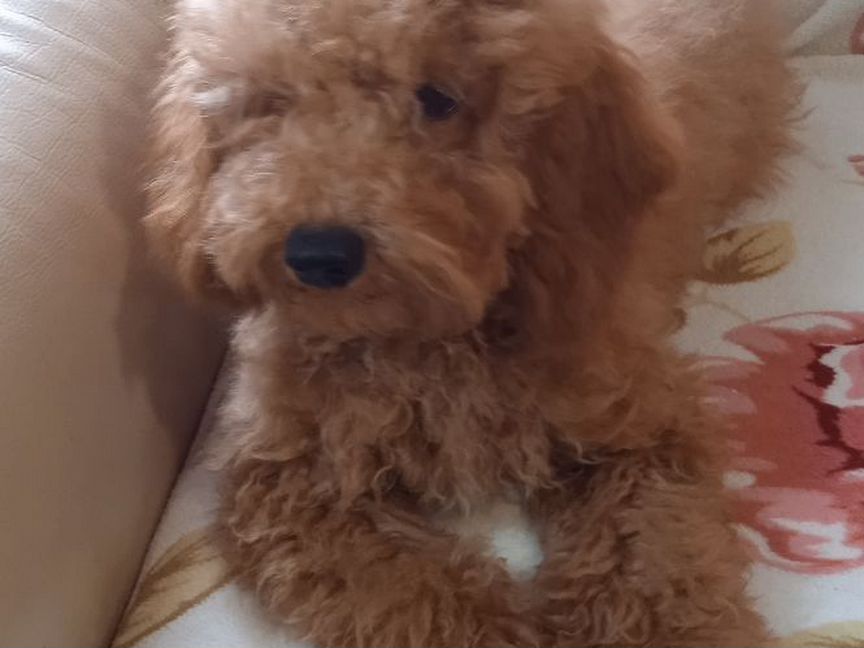 Барашек (мал. карликовый пудель)