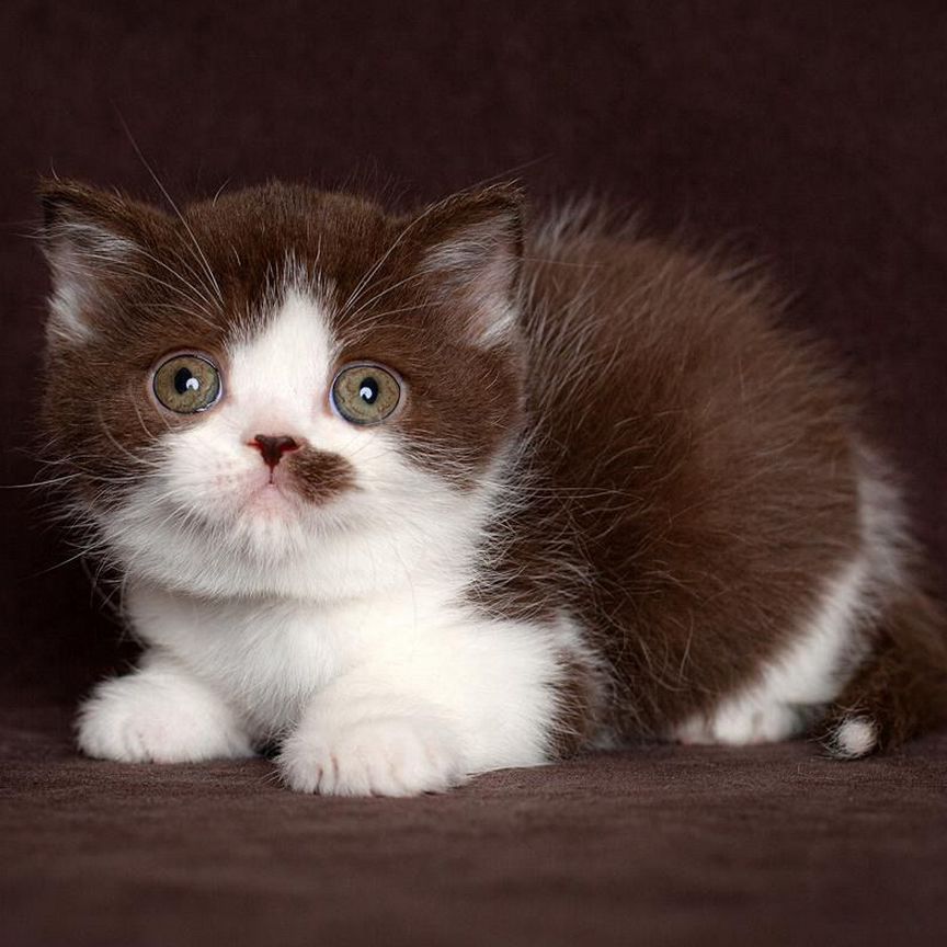 Британские котята