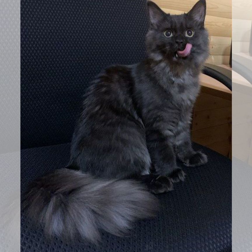Сибирская, взрослая кошка