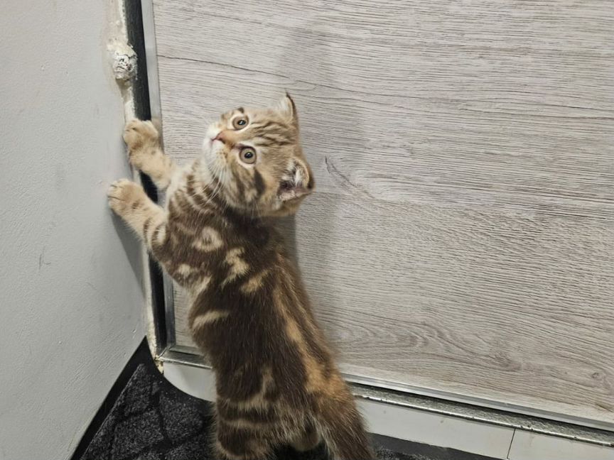Шоколадный мальчик. шотландский