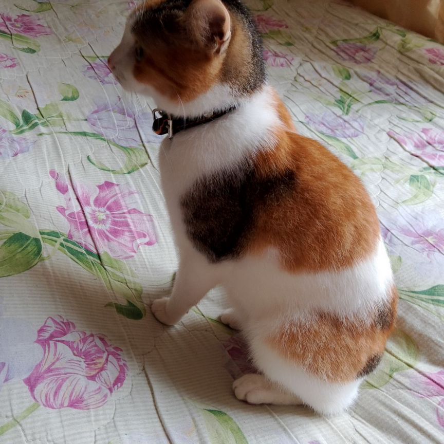 Кошка