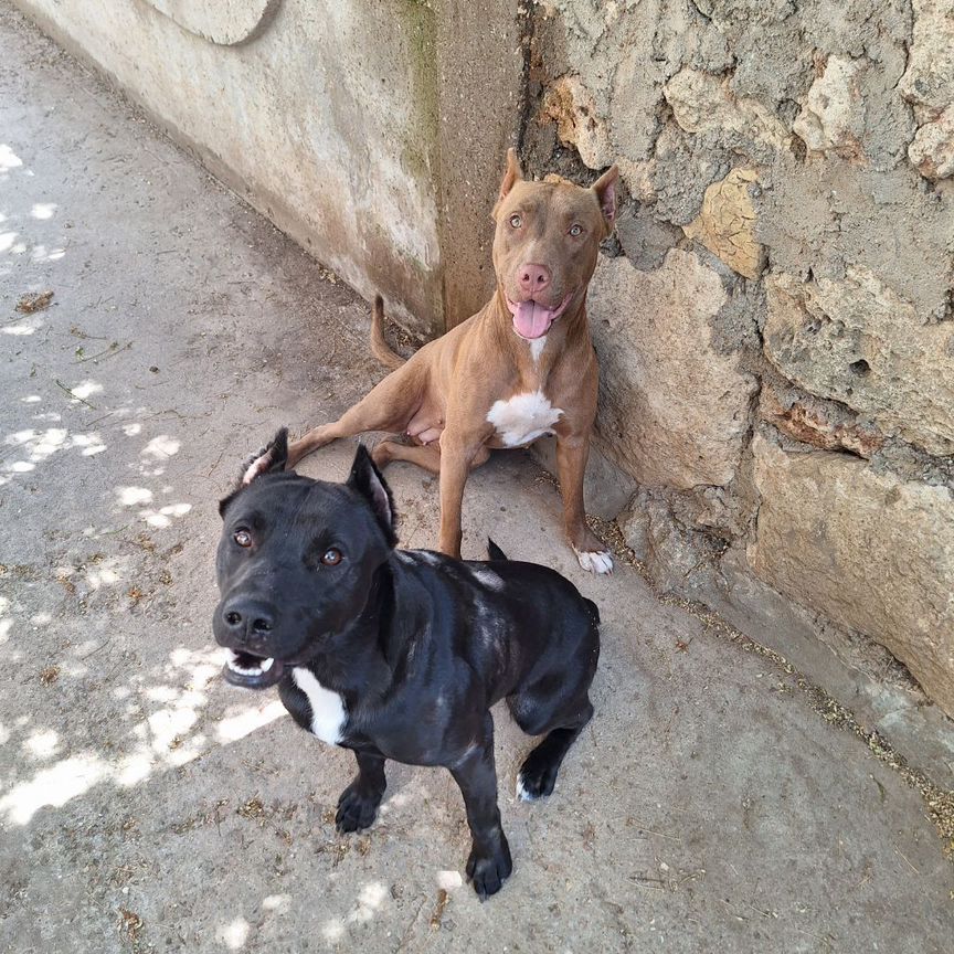 В добрые руки временно