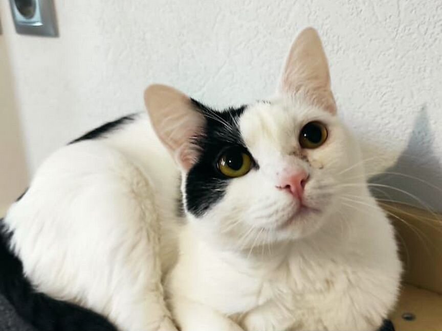 Шанежка кошечка в добрые руки