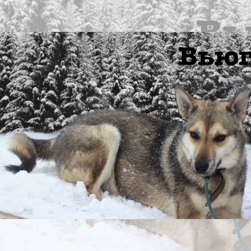 Вьюга ищет дом (в добрые руки)