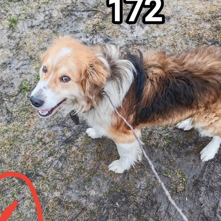 Взрослая собака в добрые руки