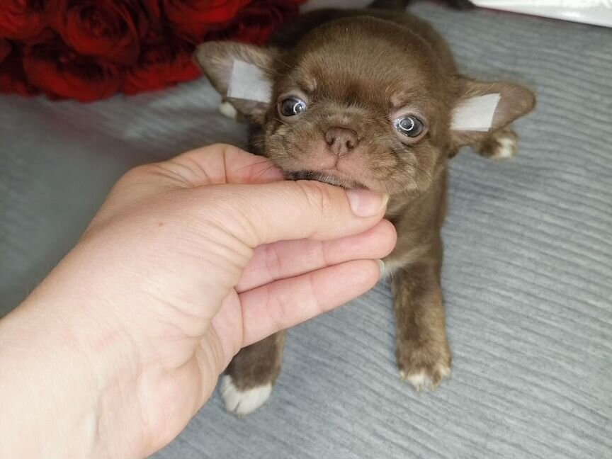 Кукольные чихуахуа малыши и подростки