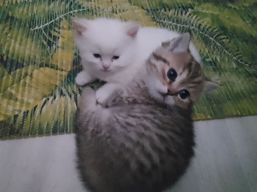 Кошка