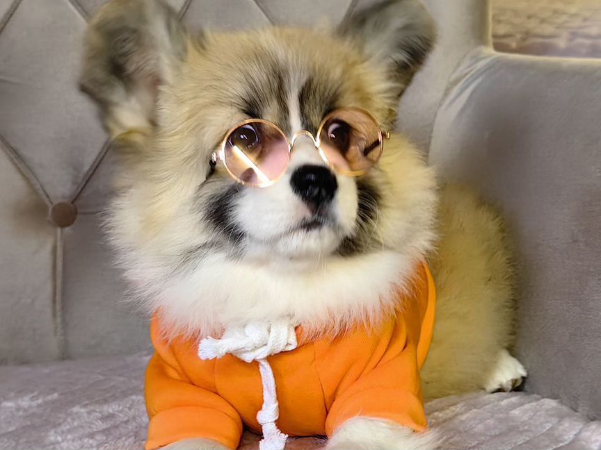 Девочка- флаффи. Вельш Корги Пемброк