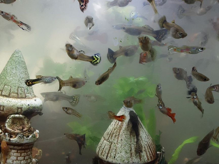 Рыбки гуппи и сомики