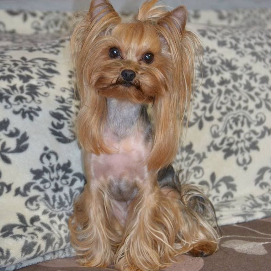 Йоркширский терьер девочка