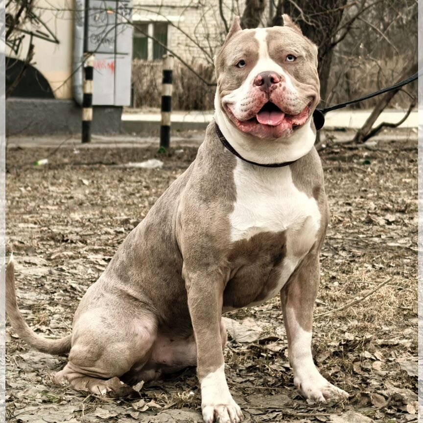 Американский булли xl