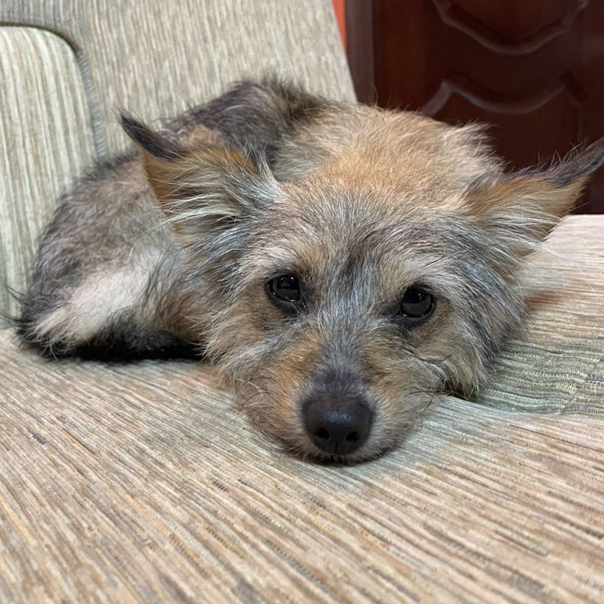 Московский дракон, щенок