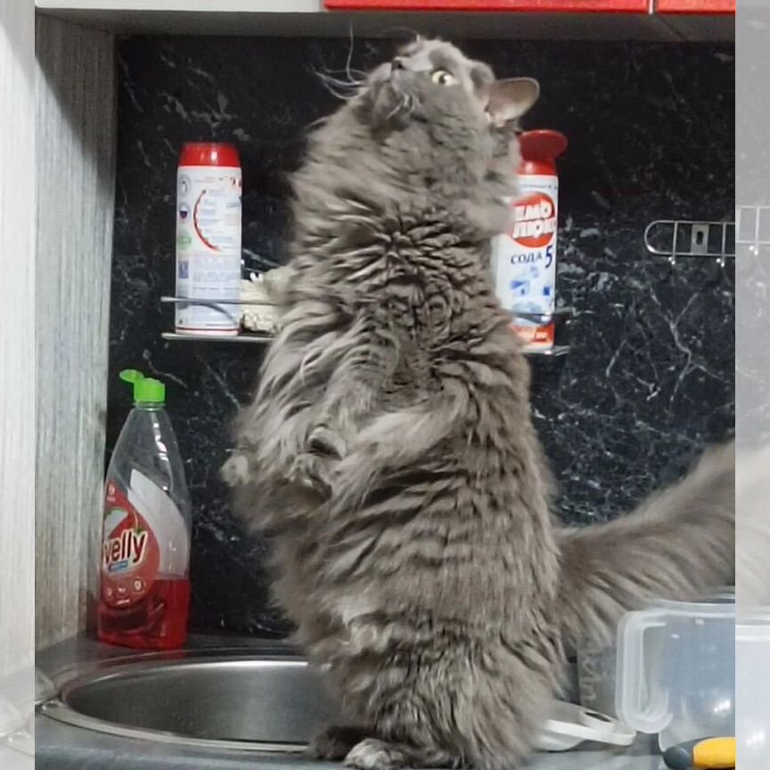 Взрослый кот в добрые руки