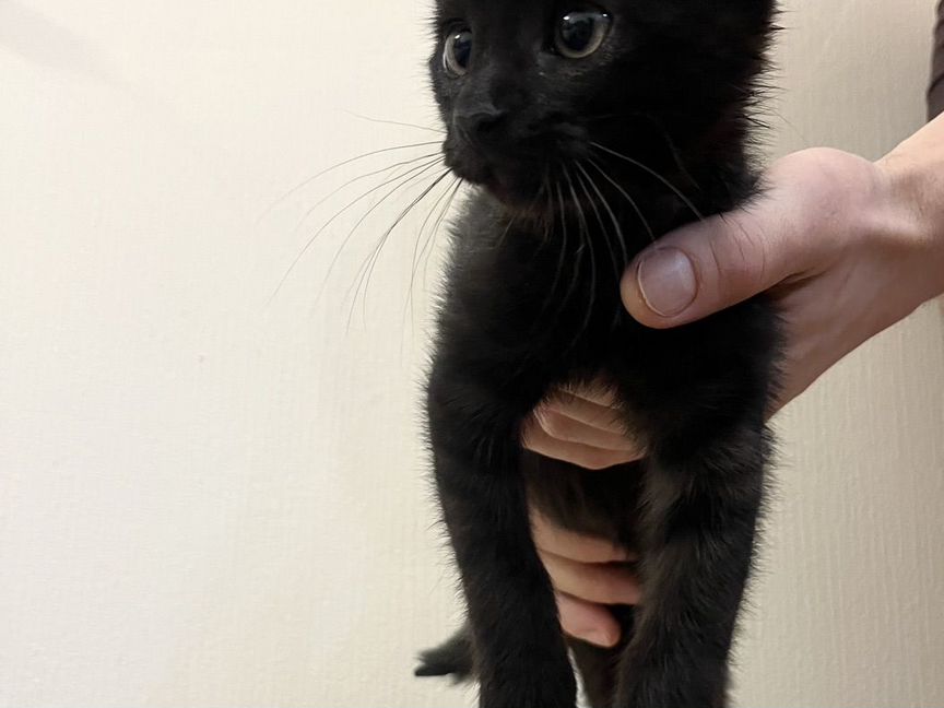 Кошка бесплатно