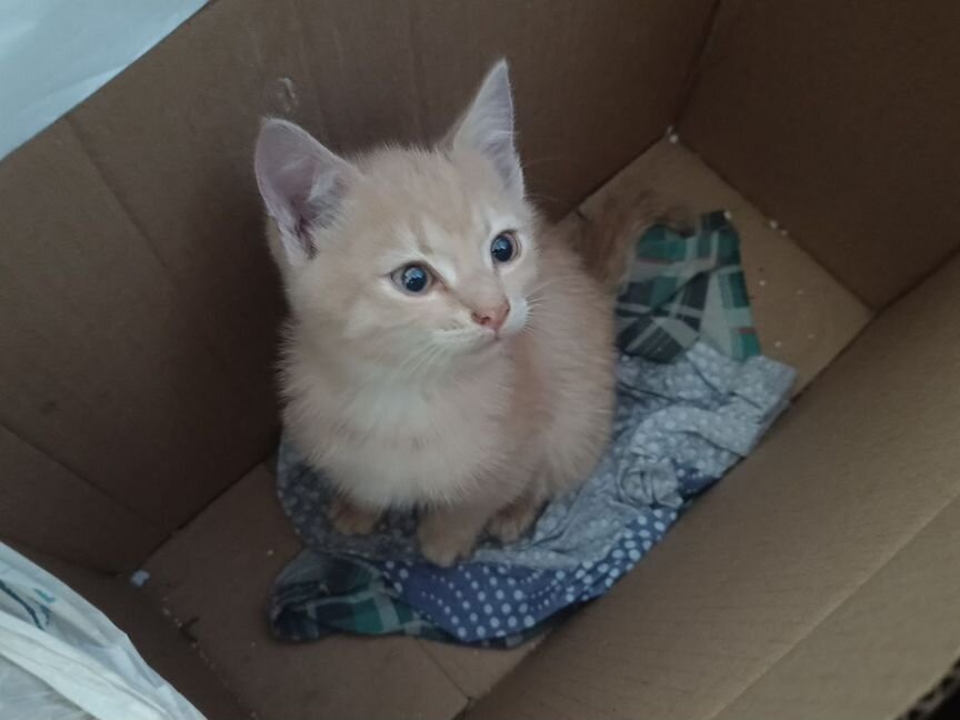 Котята
