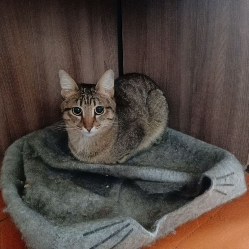 Взрослый кот от частного владельца