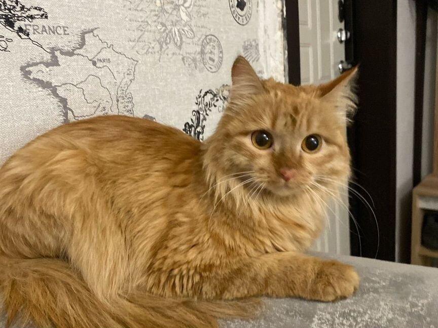 Кошка в дар