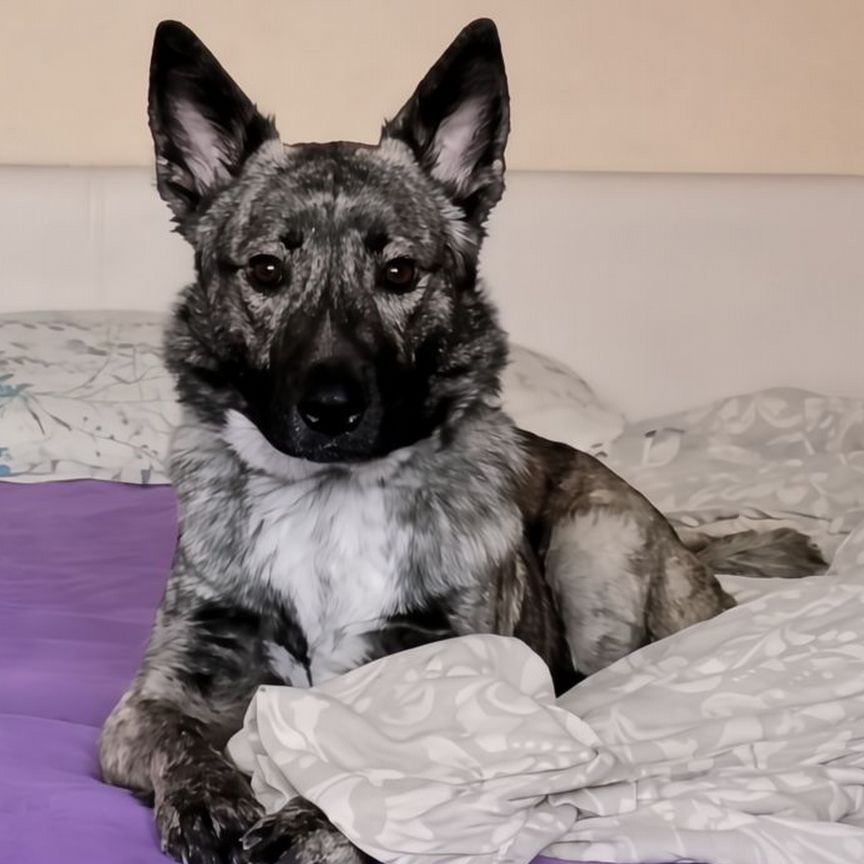 Голландская овчарка, взрослый пёс