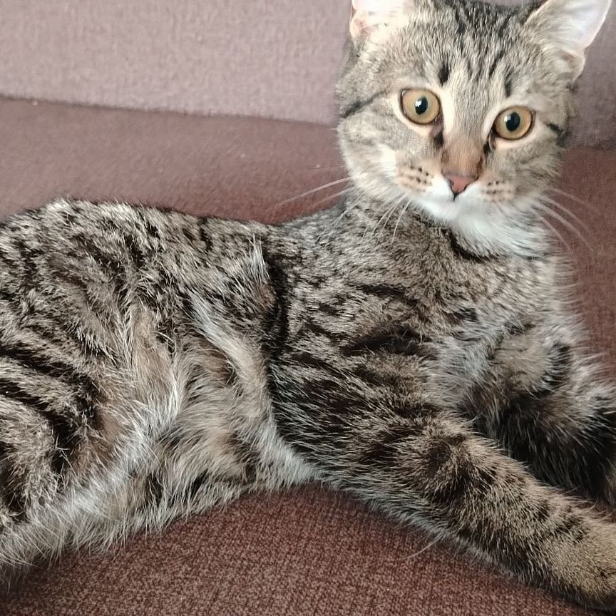 Котики бесплатно в добрые руки