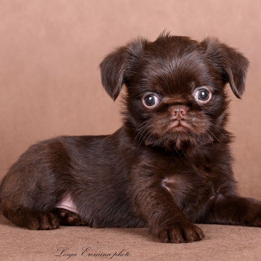 Шоколадные мальчики гриффона