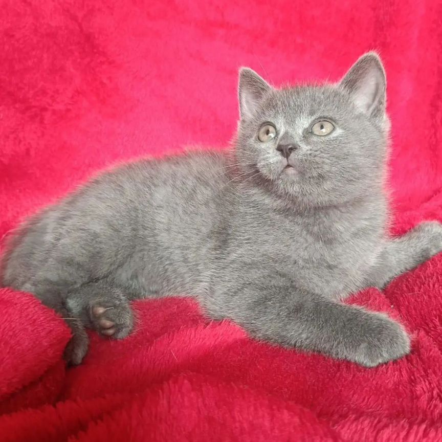Шотландский прямоухий короткошёрстный котёнок