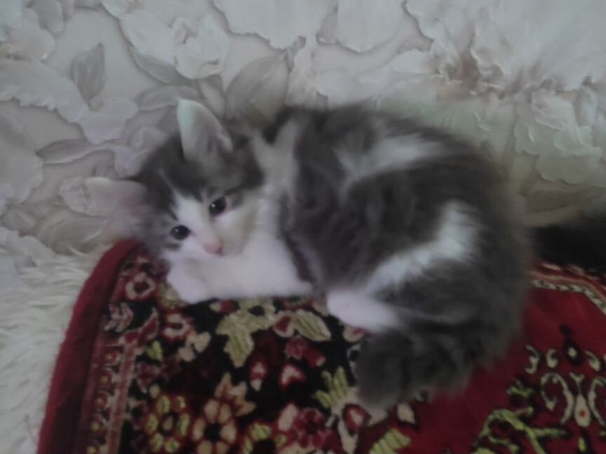 Котопёс