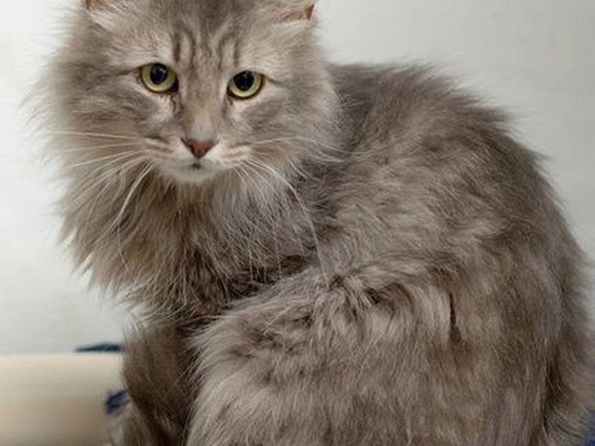 Котик Серж в добрые руки