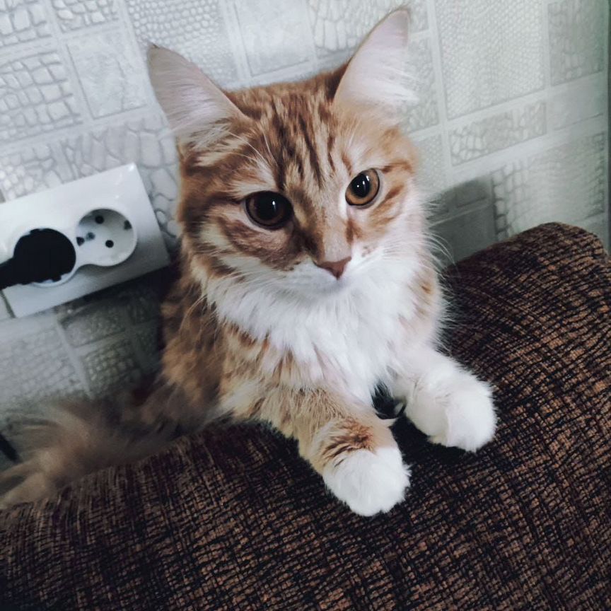 Отдаю кошку в хорошие руки, бесплатно
