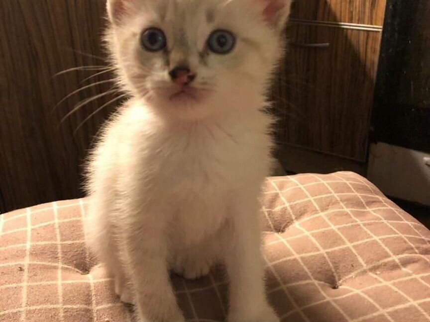 Кроха - Турецкая ангора,2 мес, девочка