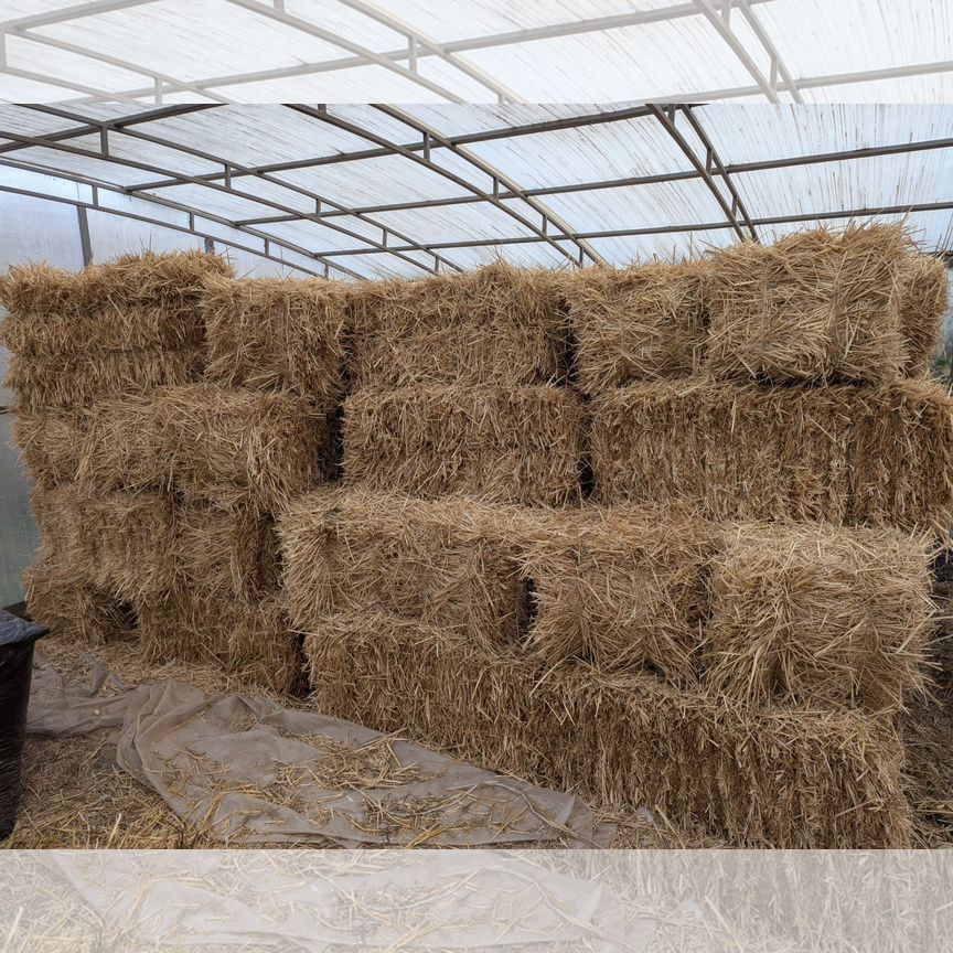 Солома в тюках пшеничная