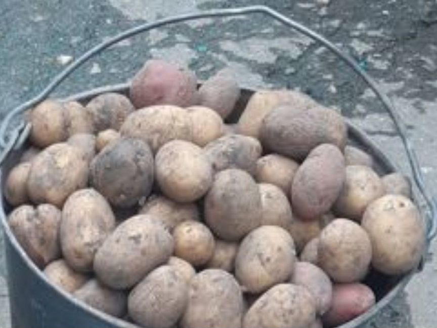 Породам катрофель для скотины