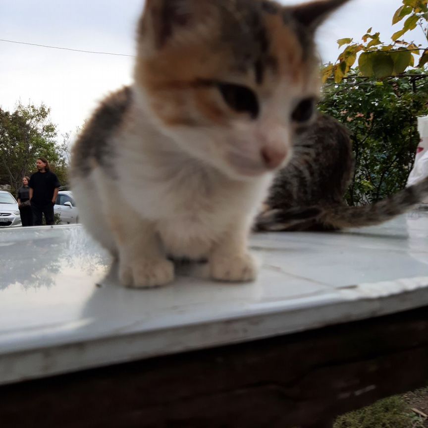 Котятки в добрые руки