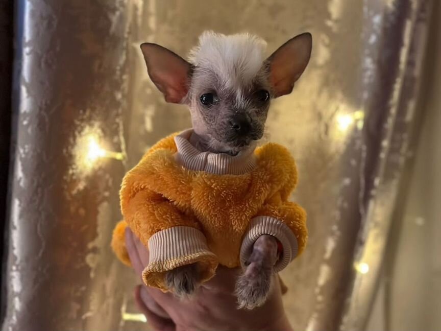 Китайская хохлатая голая девочки