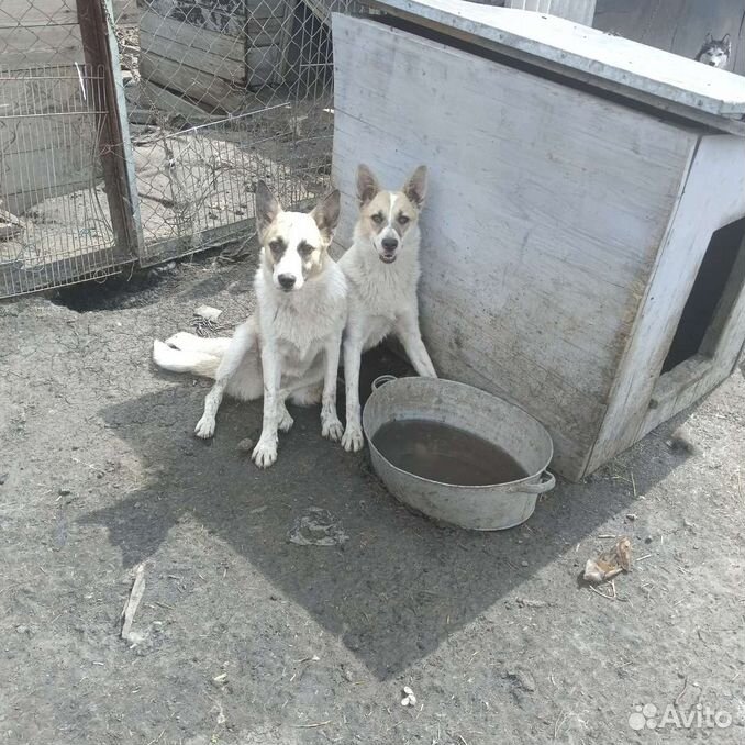 Подростки на охрану