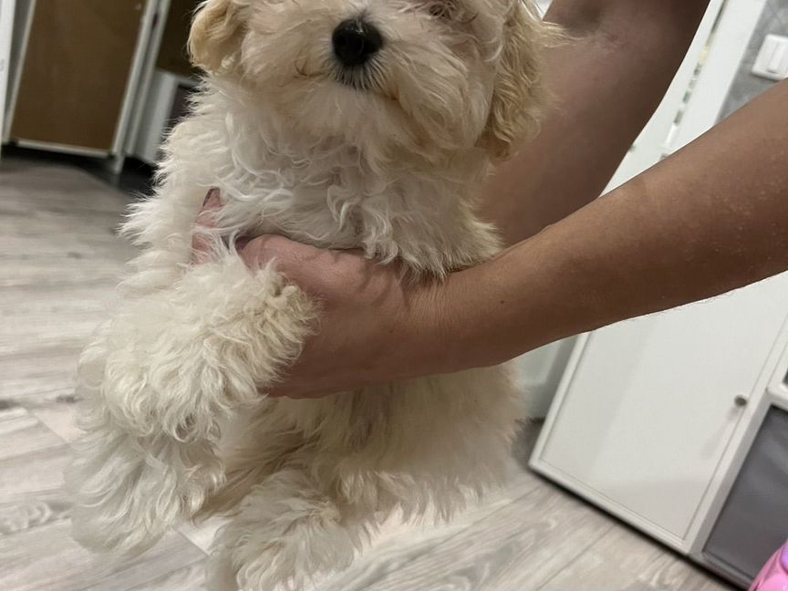 Продам щенка мальтипу