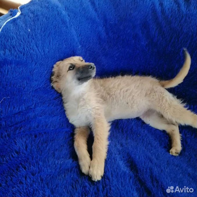 Девочка Санта, 4 мес. В добрые руки