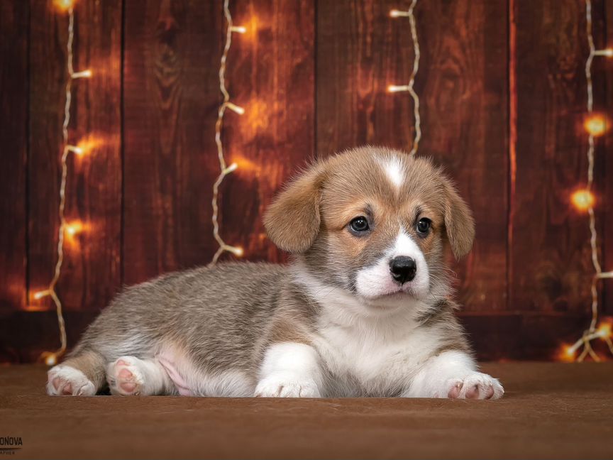 Вельш-корги пемброк шикарные щенки