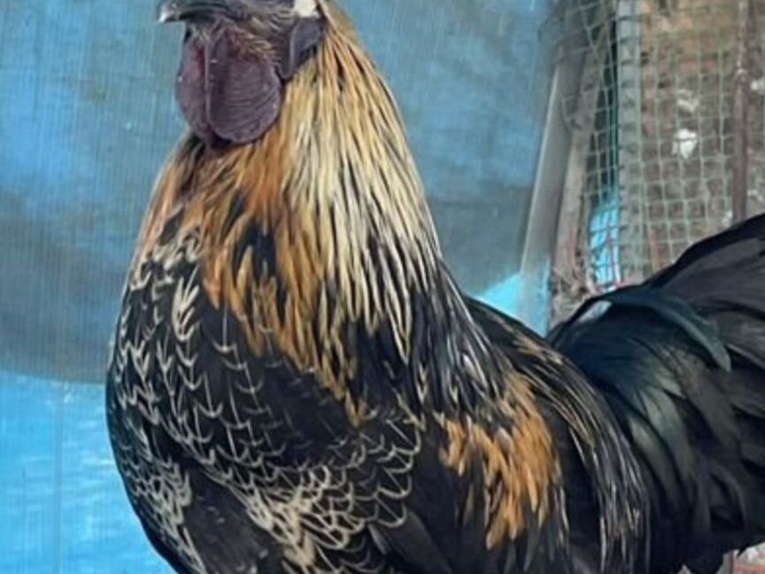 Локеданзи петух