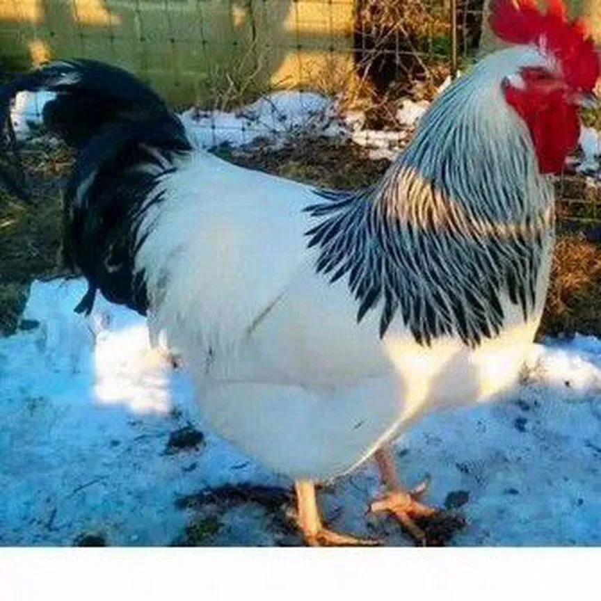 Петух породы доминант
