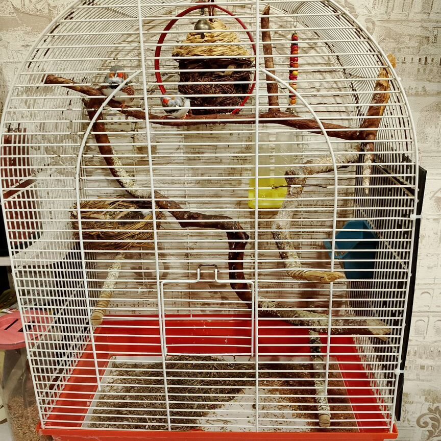 Бронь.Зебровые амадины