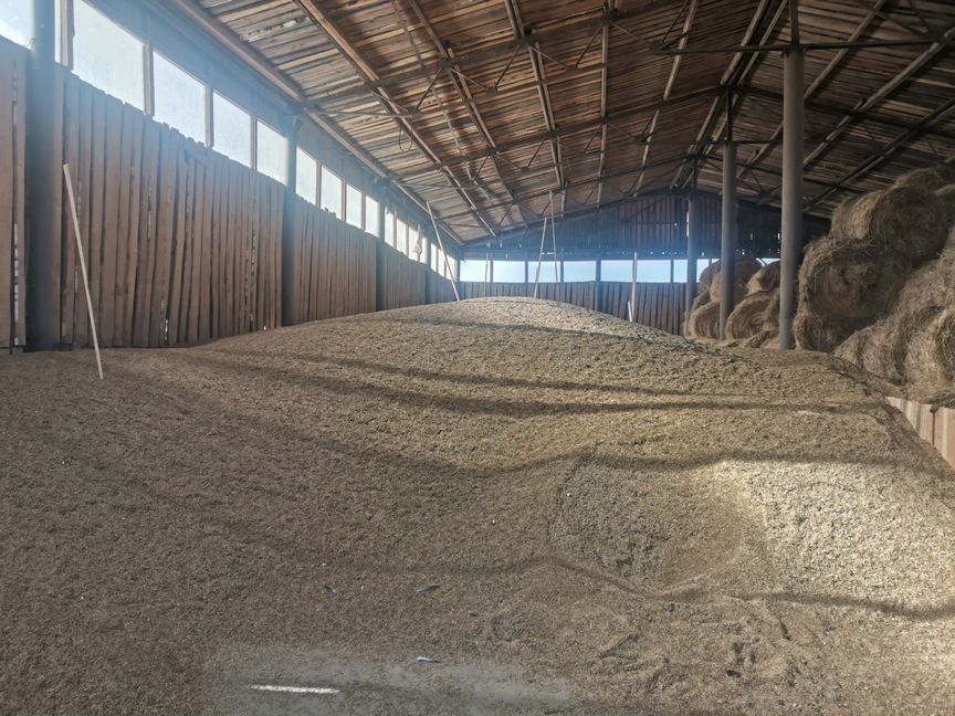 Овес,пшеница,рожь