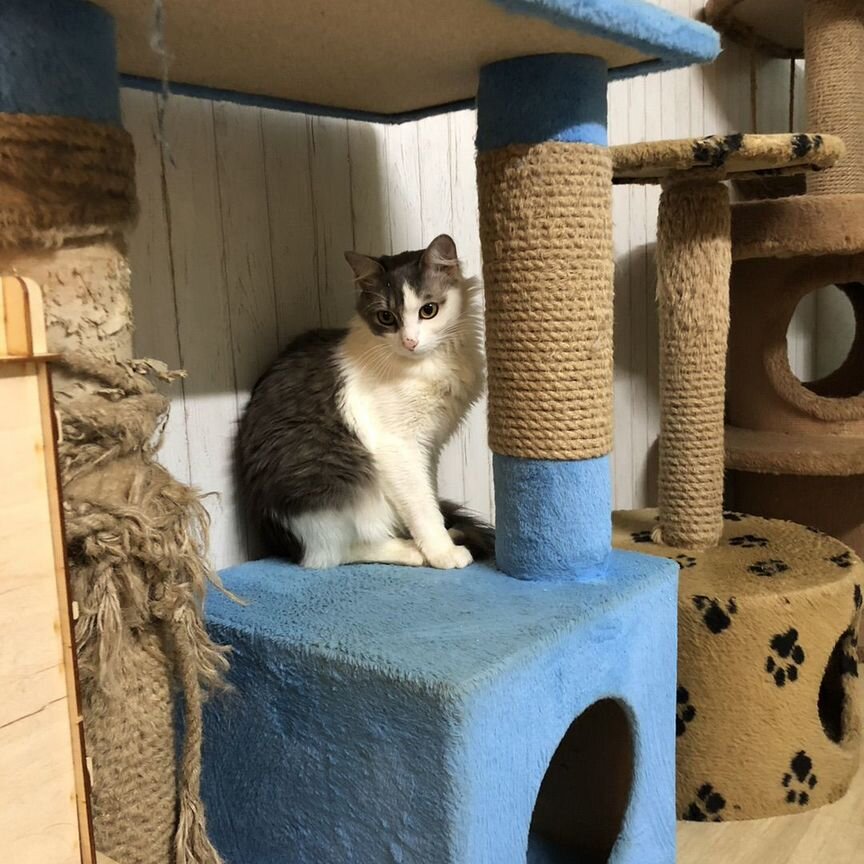 Кот