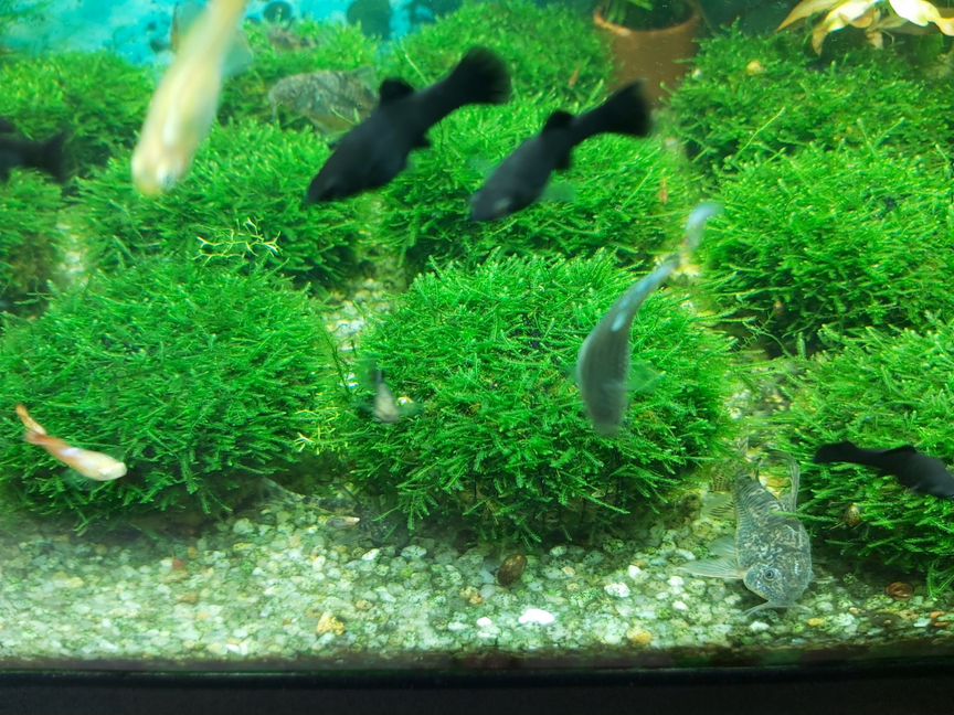 Вабикусы с яванским мхом