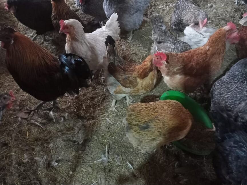 Куры несушки(бронь до 27.10.)