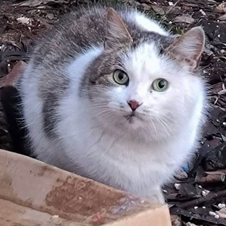 Ада. Выпуск на улицу. Приютите. Семья, дом